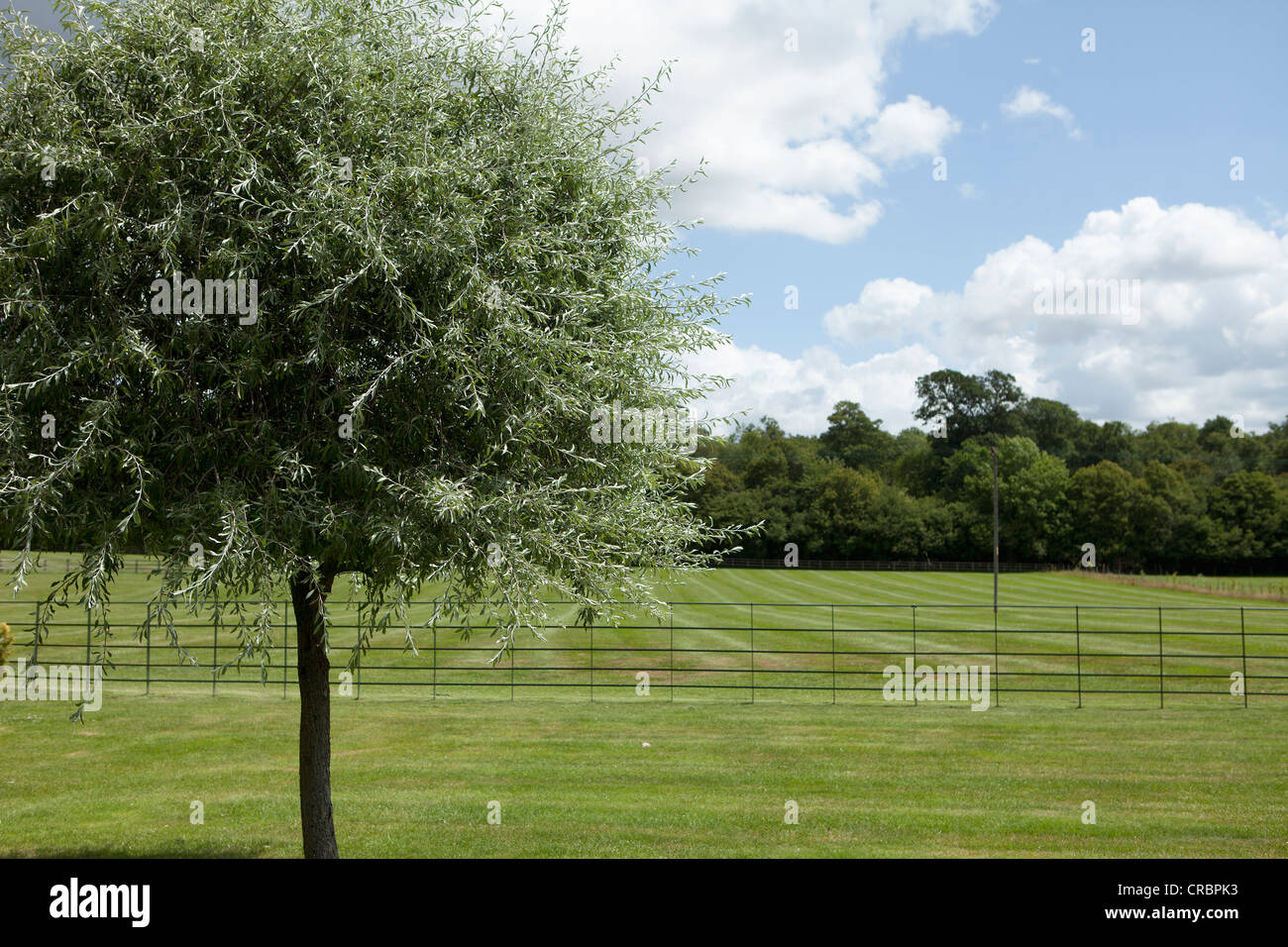 Tree Growing Into Fence High Resolution Stock Photography and Images ...