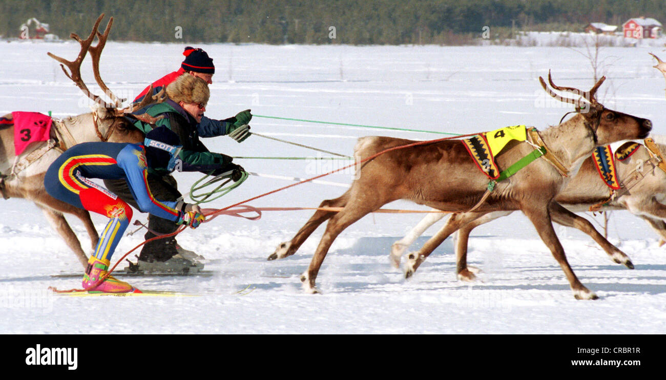 Reindeer racing in Finnish Lapland Stock Photo - Alamy