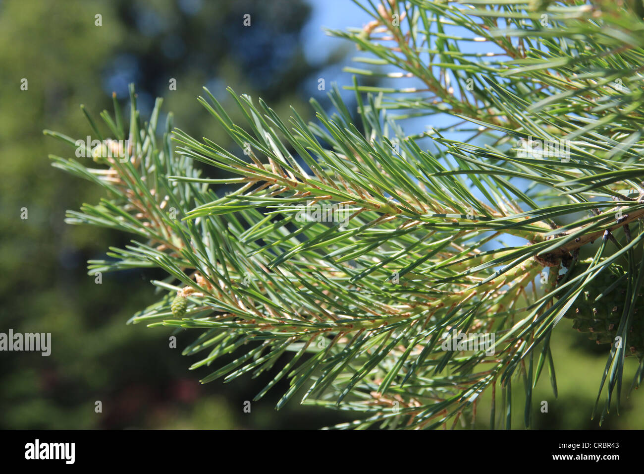 Canadian blue spruce hi-res stock photography and images - Alamy