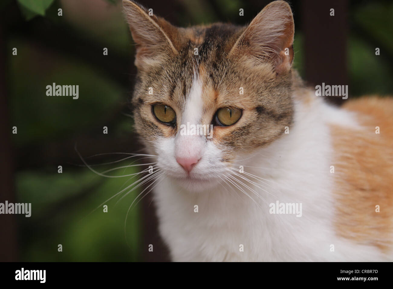 Calico domestic cat head and shoulders Stock Photo - Alamy