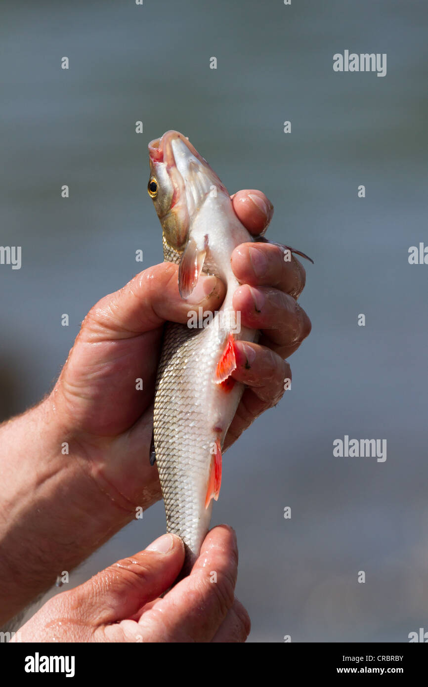 fishing, fishing in a lake, nature series Stock Photo - Alamy