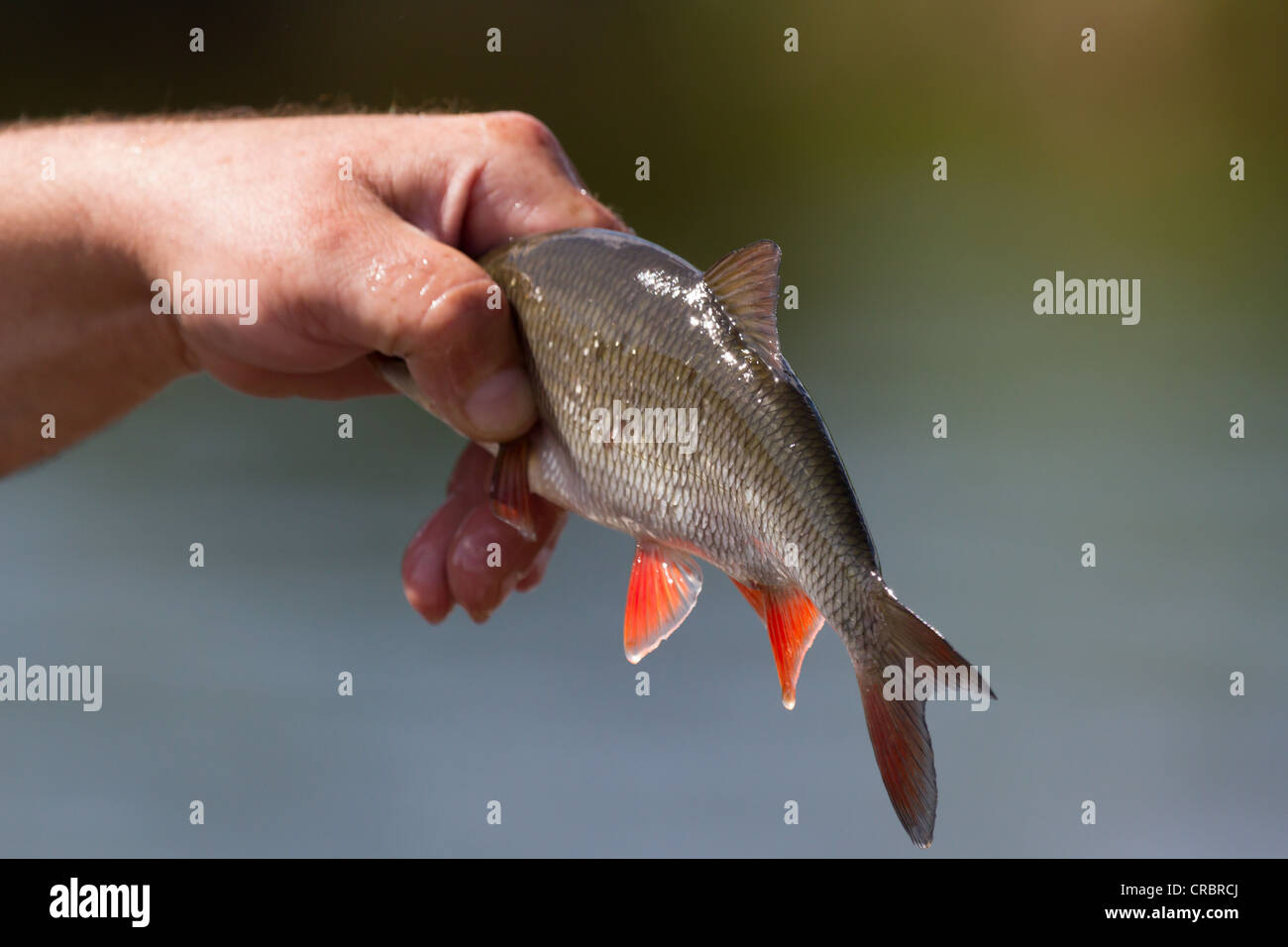 fishing, fishing in a lake, nature series Stock Photo - Alamy