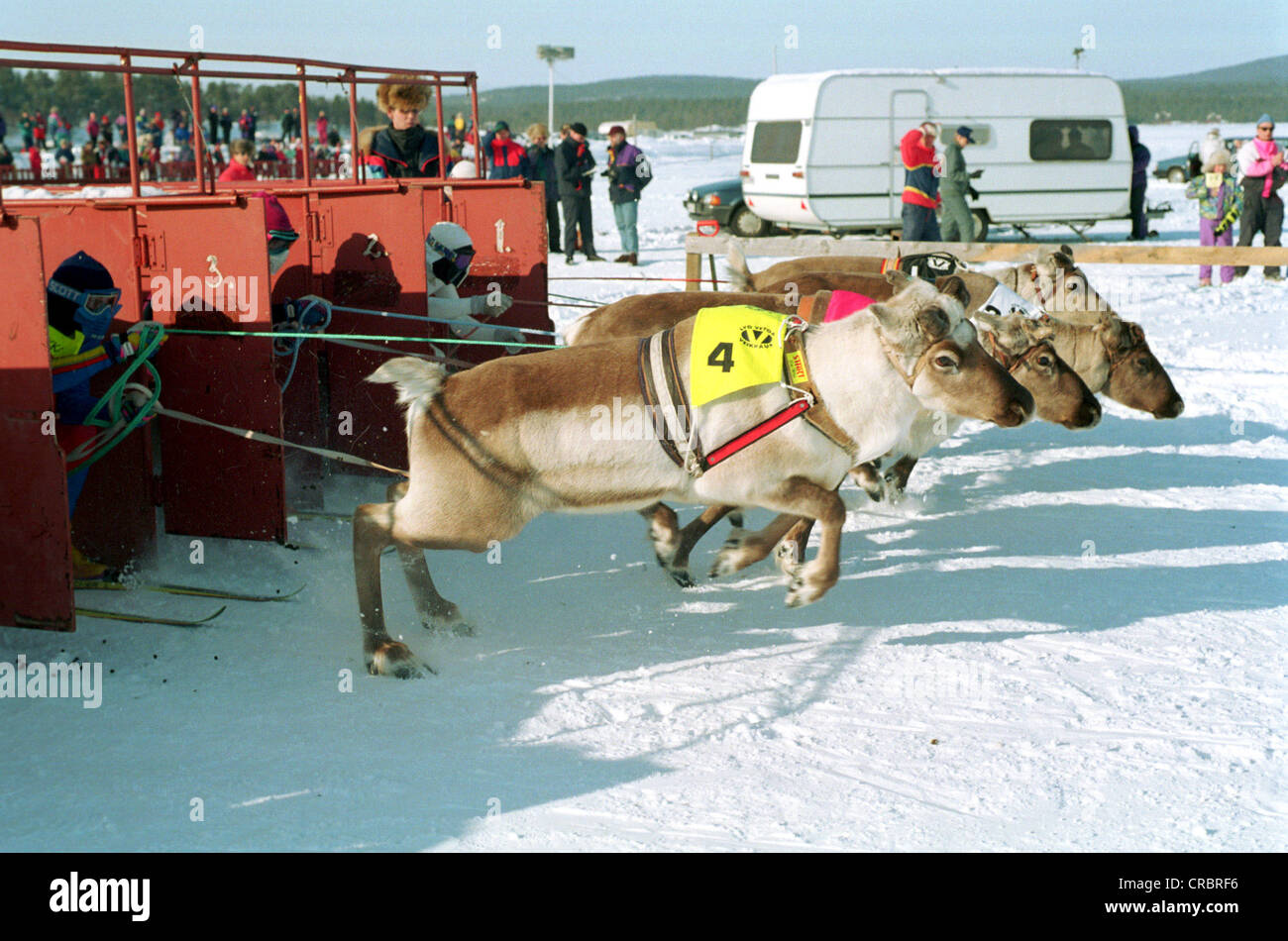 Reindeer racing in Finnish Lapland Stock Photo - Alamy