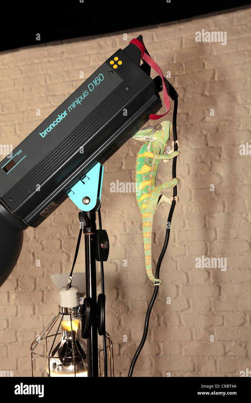 Broncolor hi-res stock photography and images - Alamy