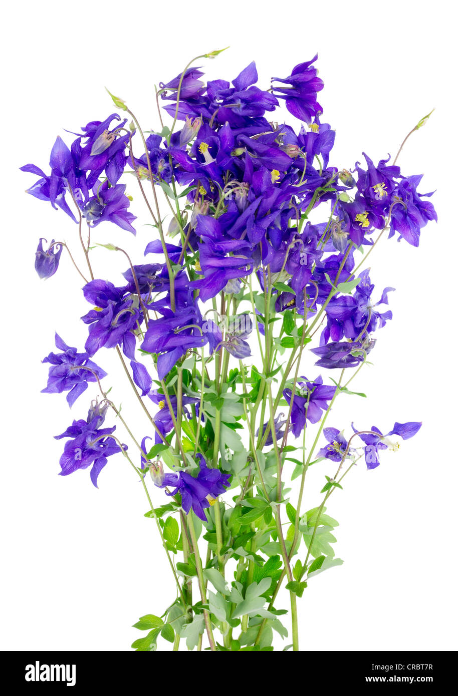 Floral fireworks hi-res stock photography and images - Alamy