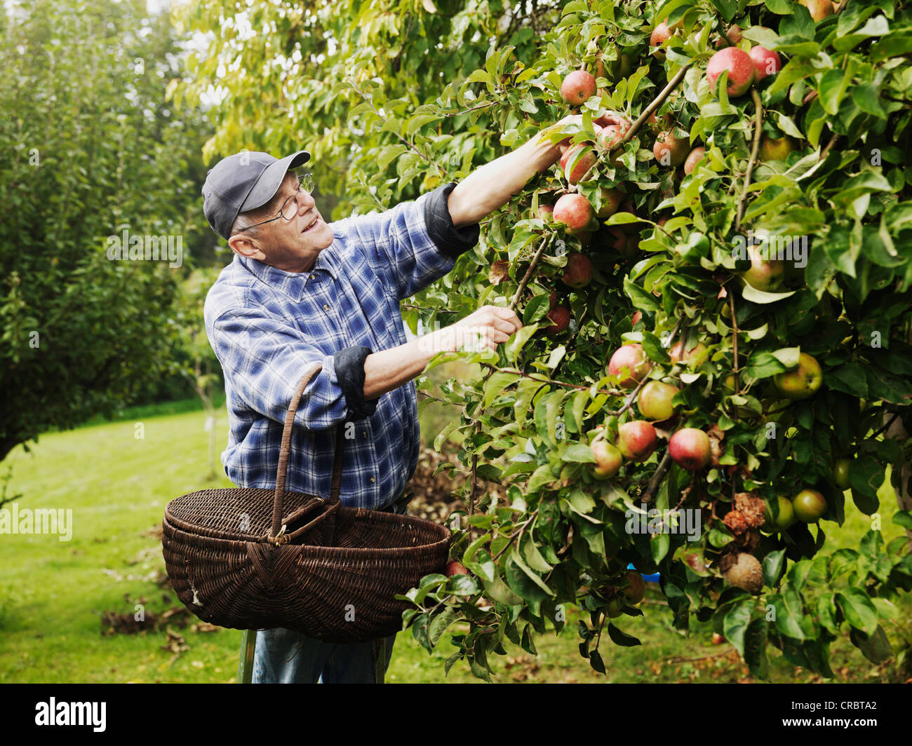 Older man picking fruit from tree Stock Photo - Alamy
