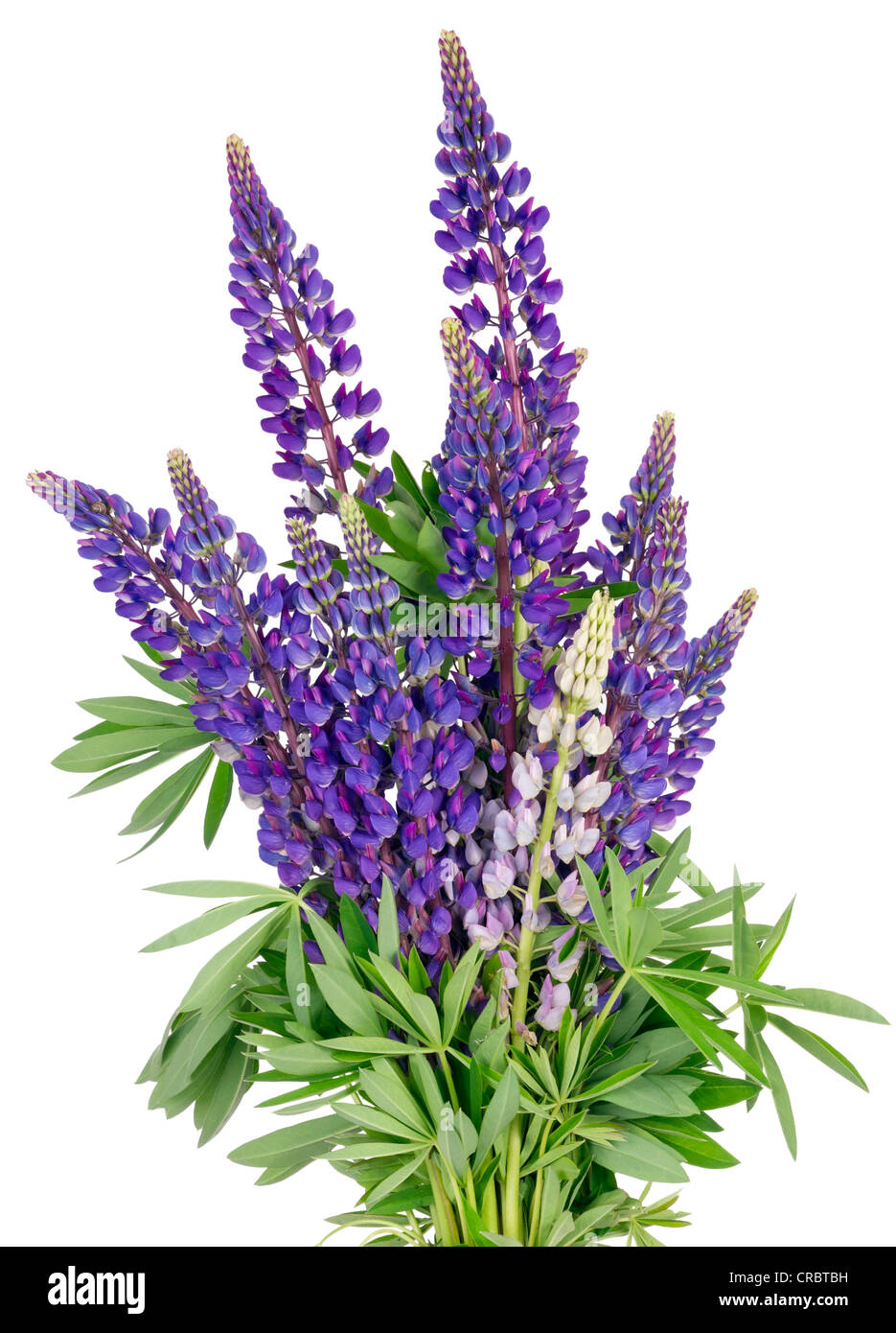 Isolated on white big bush of blue summer bluebonnet Stock Photo - Alamy