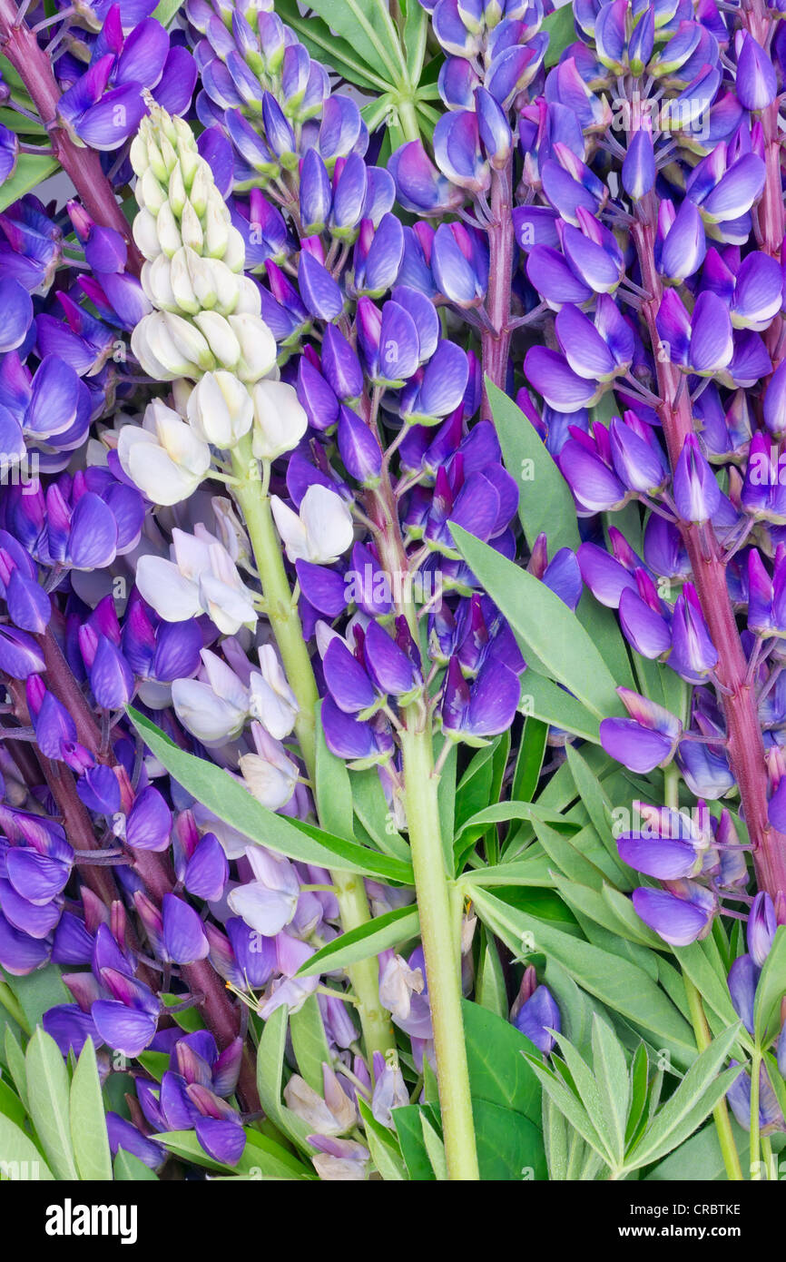 Bluebonnet lupine hi-res stock photography and images - Alamy