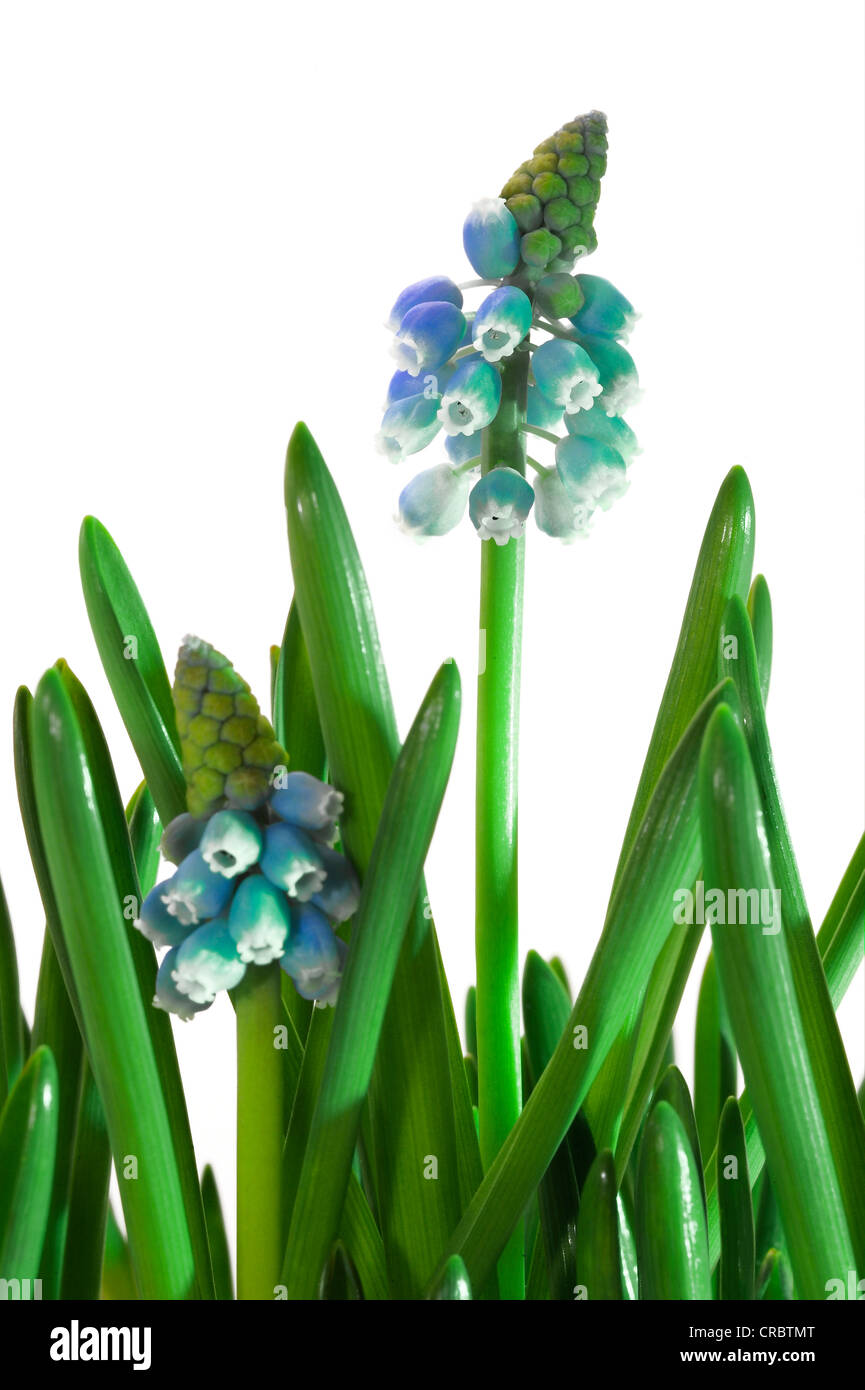 Hyacinthaceae flower flowers hi-res stock photography and images - Alamy