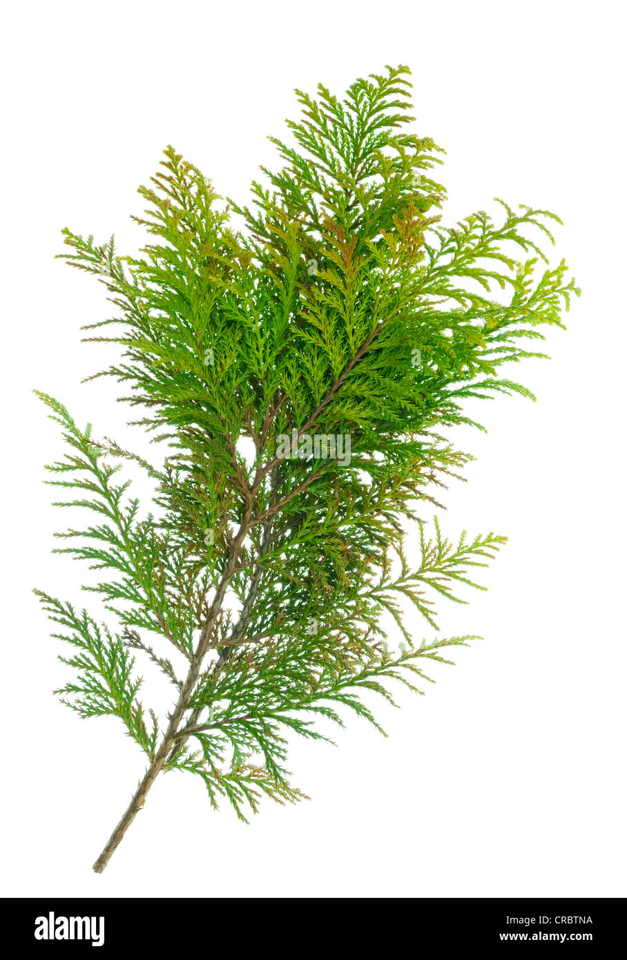 Very prickly yellow green pine bush branch isolated Stock Photo - Alamy