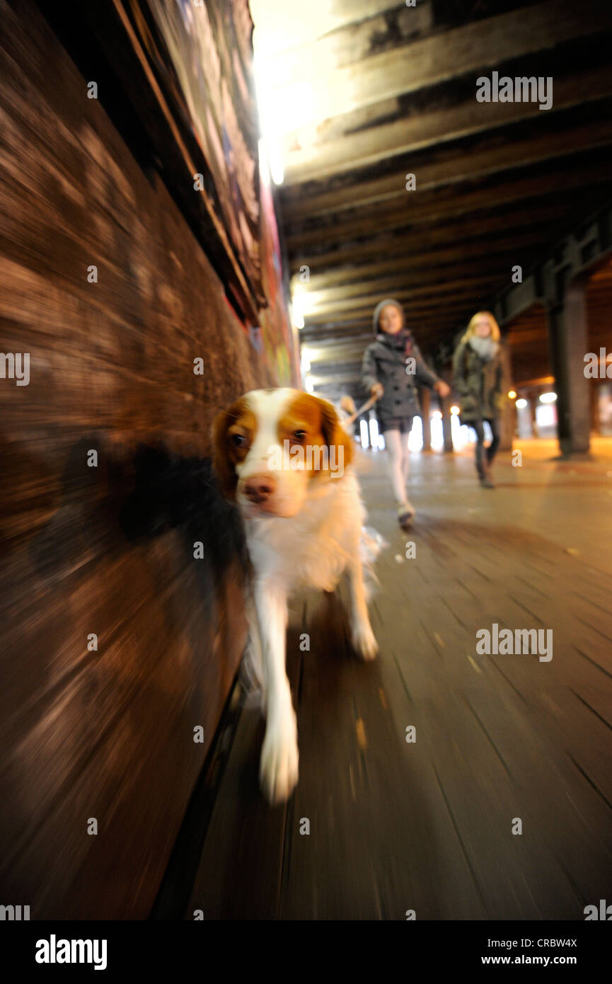 Dog going for a walk in the big city Stock Photo - Alamy