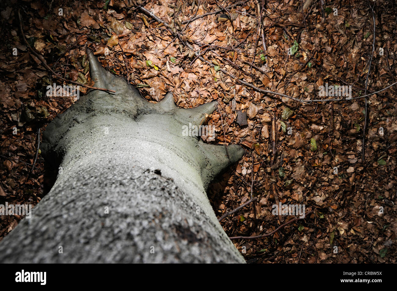 Above trunk hi-res stock photography and images - Alamy