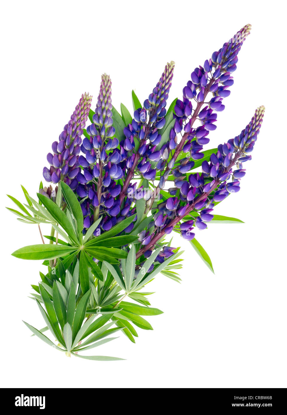 Flying blue isolated bluebonnet summer flowers with leaves concept ...