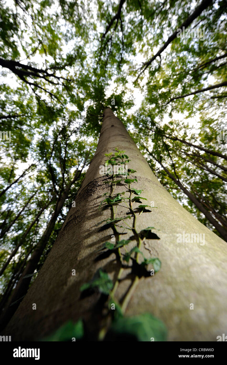 Worms eye view tree canopy hi-res stock photography and images - Alamy