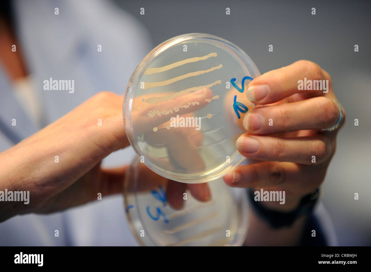 Researcher holding a petri dish in a laboratory for research of fungi ...