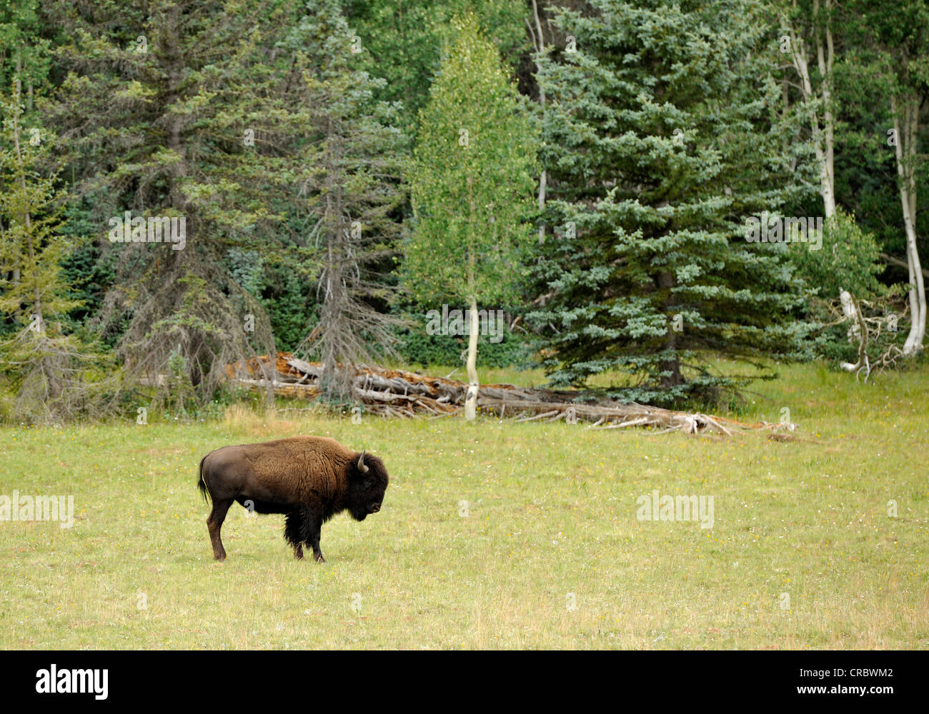 Beefalo or Cattalo, a crossbreed between North American Bison (Bison ...