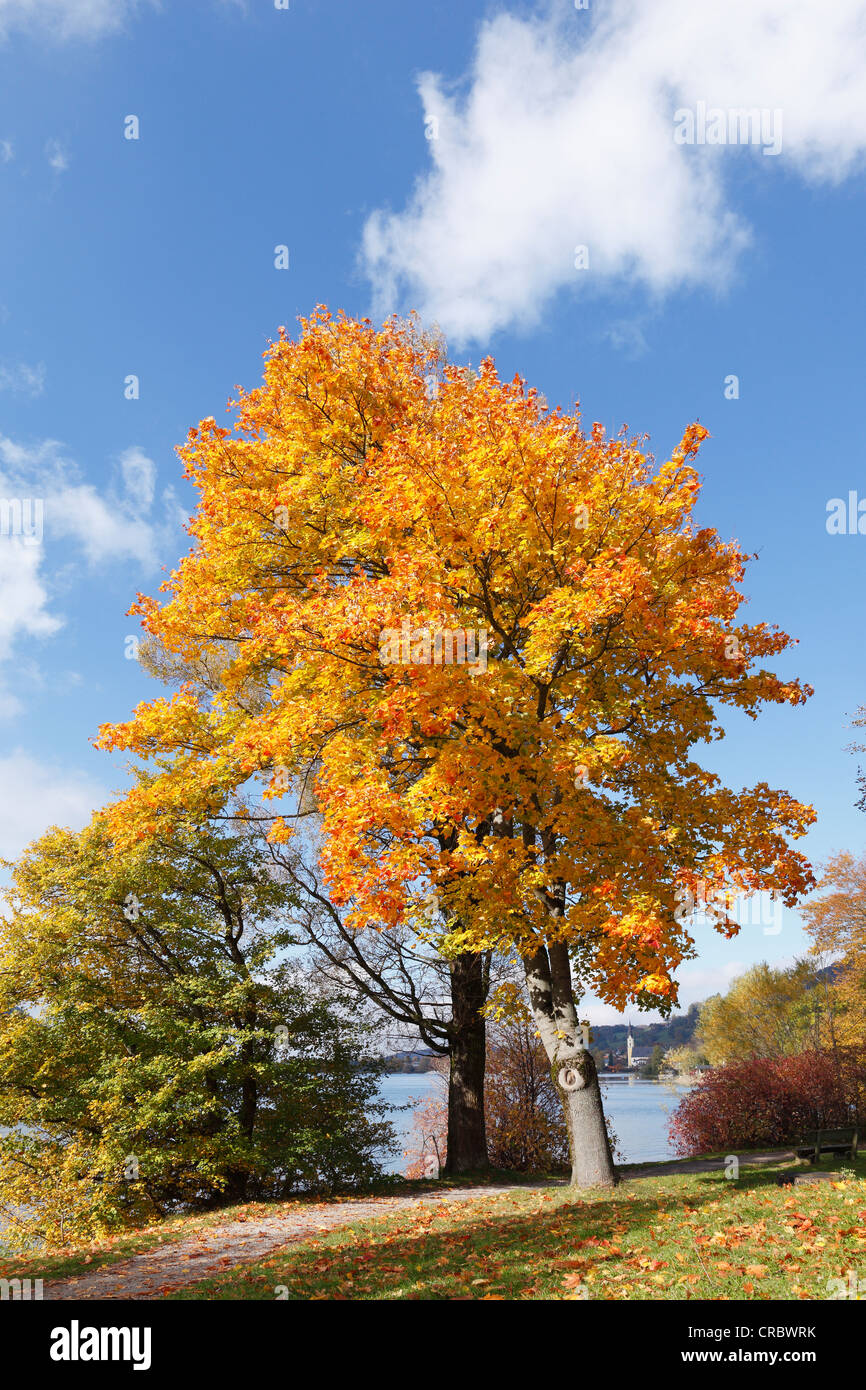 Fall Foliage Norway Maple Trees High Resolution Stock Photography and ...