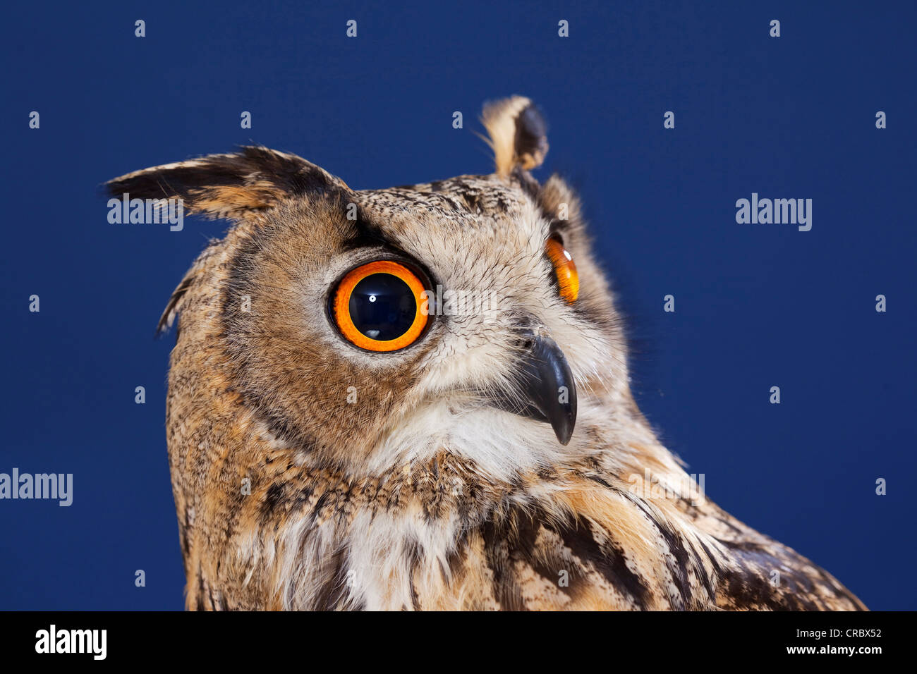 Close up of owls face Stock Photo - Alamy