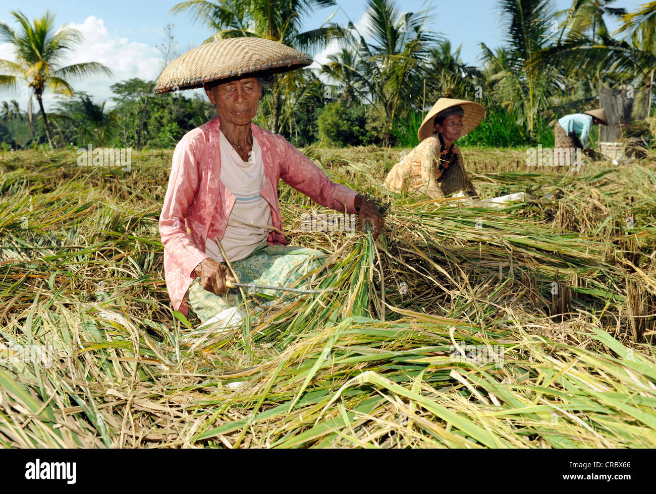 Woman cutting rice plants in a rice field, Tegalalang, Ubud, Bali ...