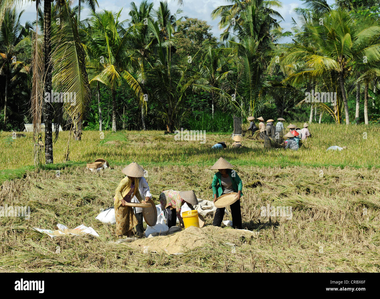 Workers in a rice field, Ubud, Bali, Indonesia, Southeast Asia Stock ...