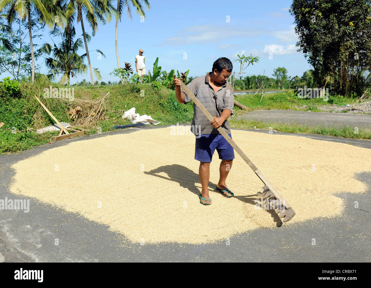 Drying out rice hi-res stock photography and images - Alamy