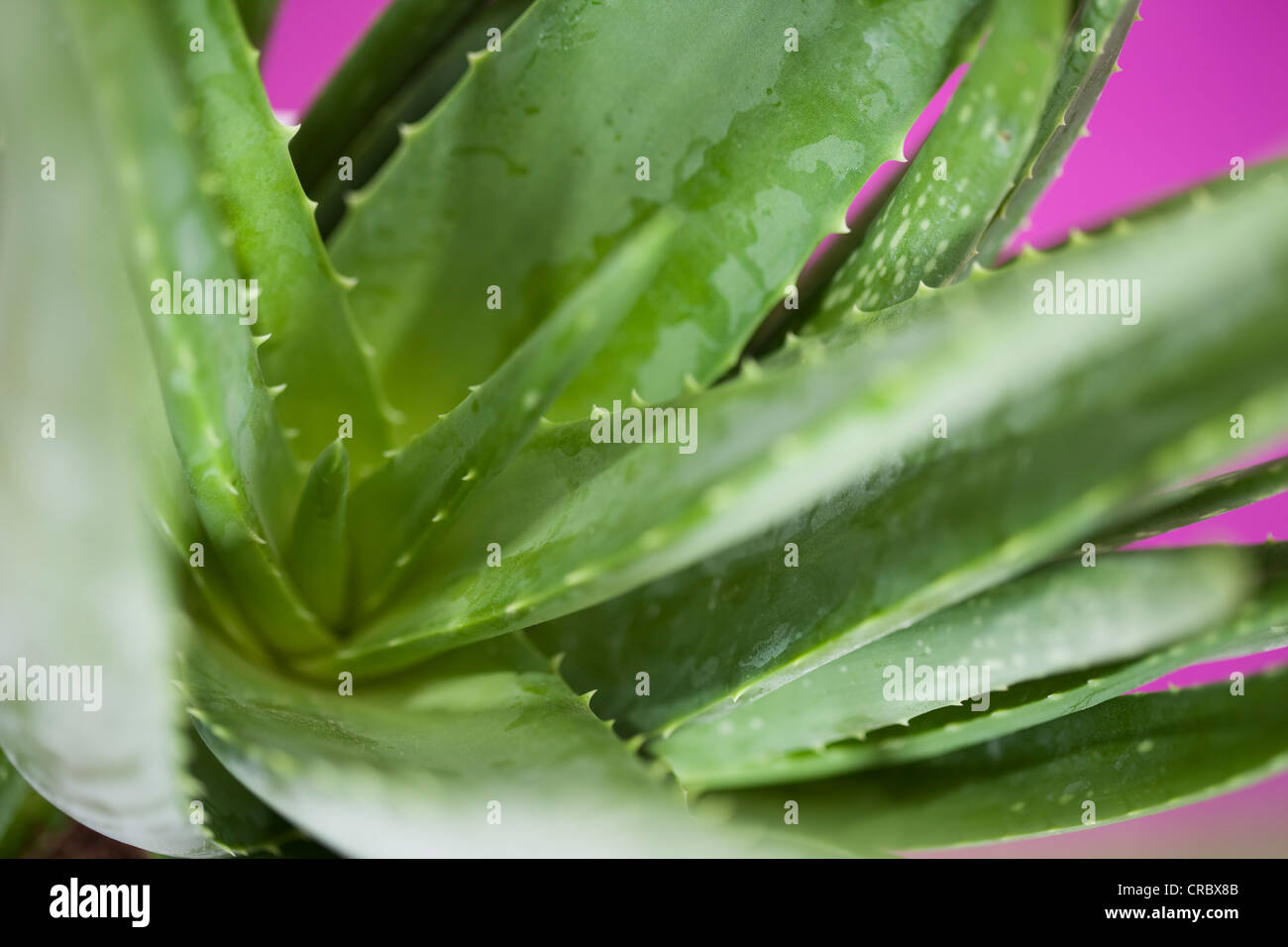 Close up of aloe vera plant Stock Photo - Alamy