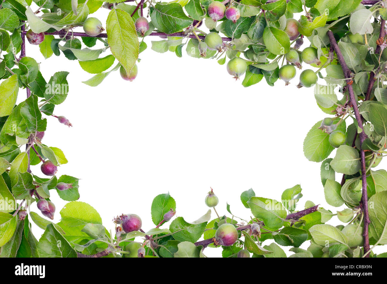 Isolated frame from real apple twigs with leaves and unripe green red ...