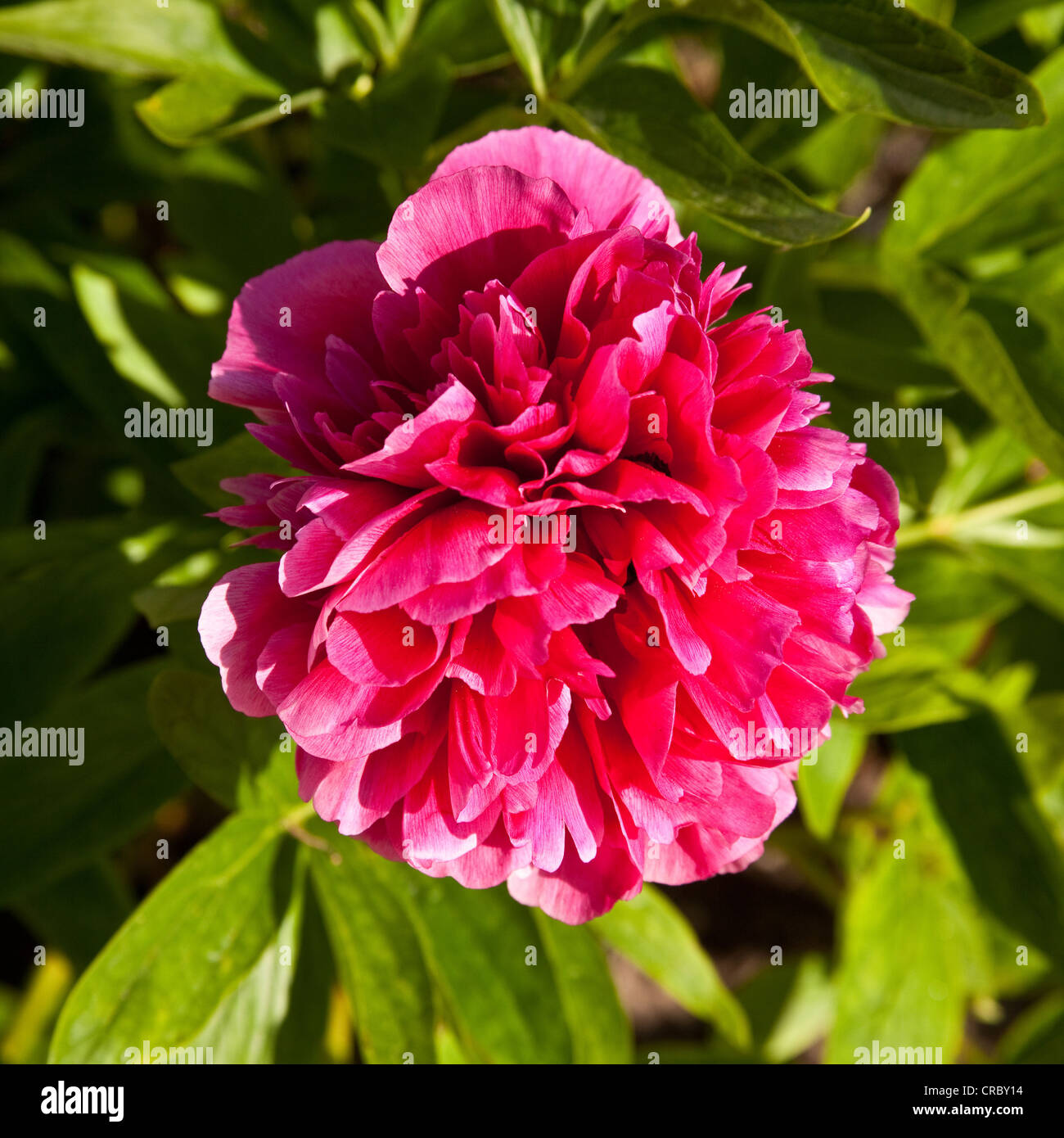 English peony hi-res stock photography and images - Alamy