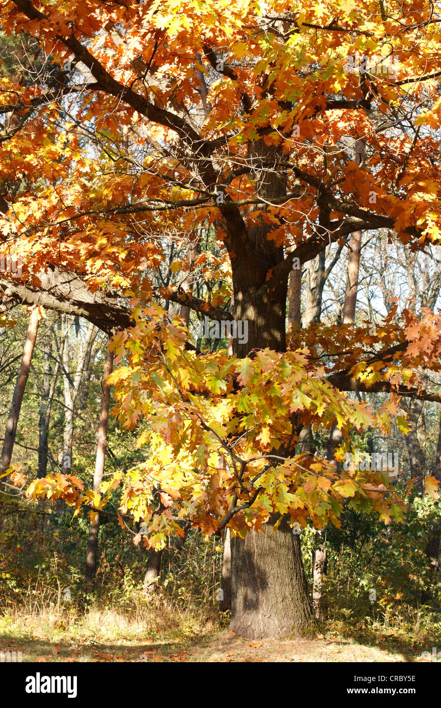 Huge old oak tree with beautiful yellow leaves. Autumn Landscape Stock ...