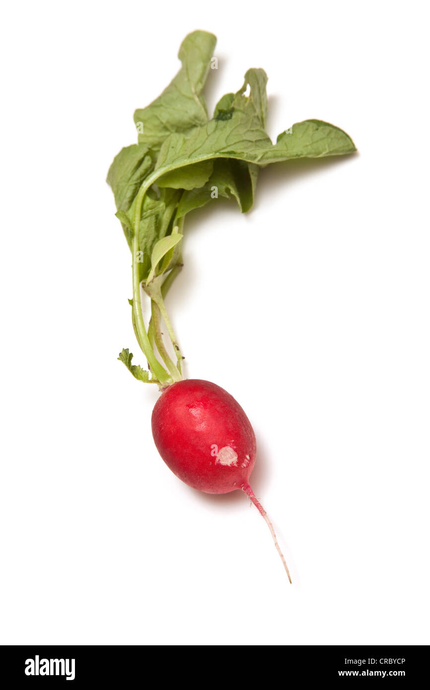 Radish isolated on a white studio background Stock Photo - Alamy