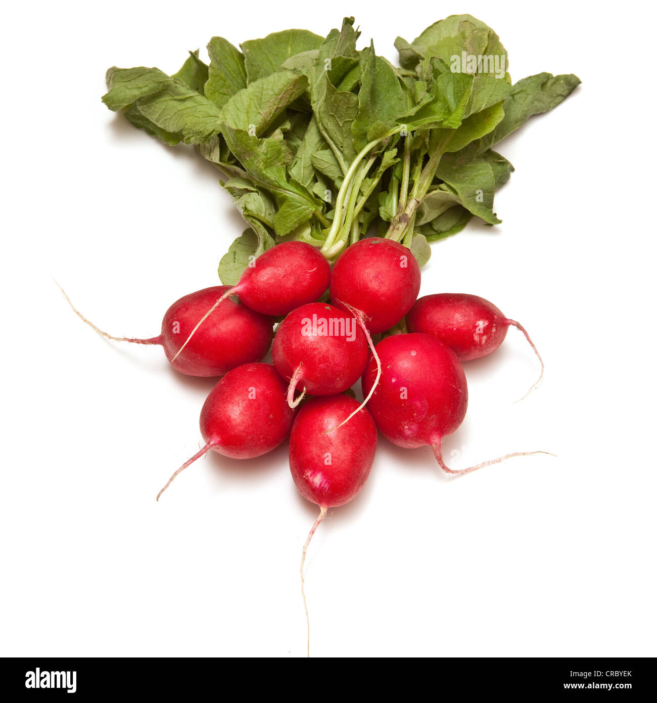 Radishes isolated on a white studio background Stock Photo - Alamy