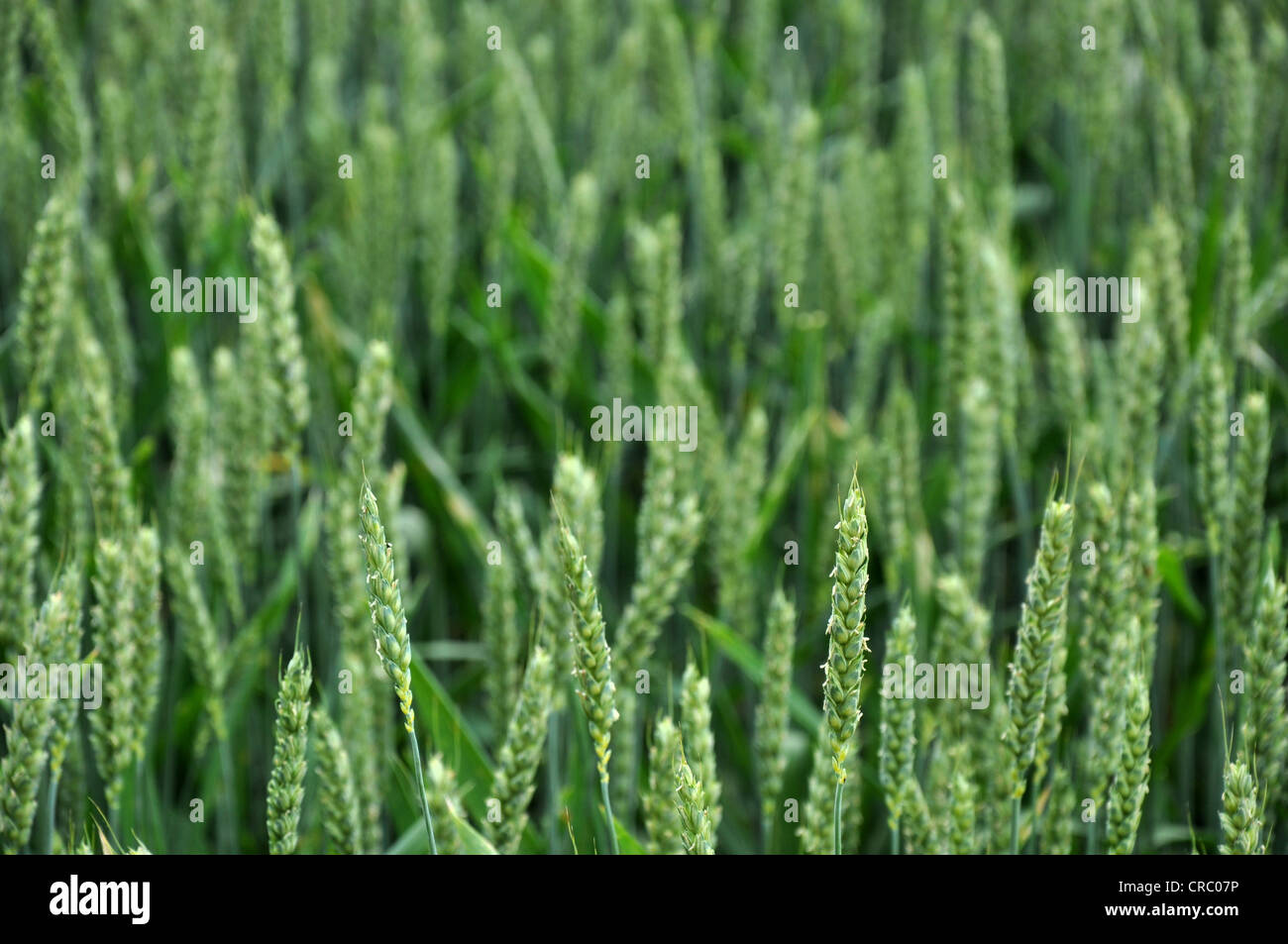 green spikes in field Stock Photo - Alamy