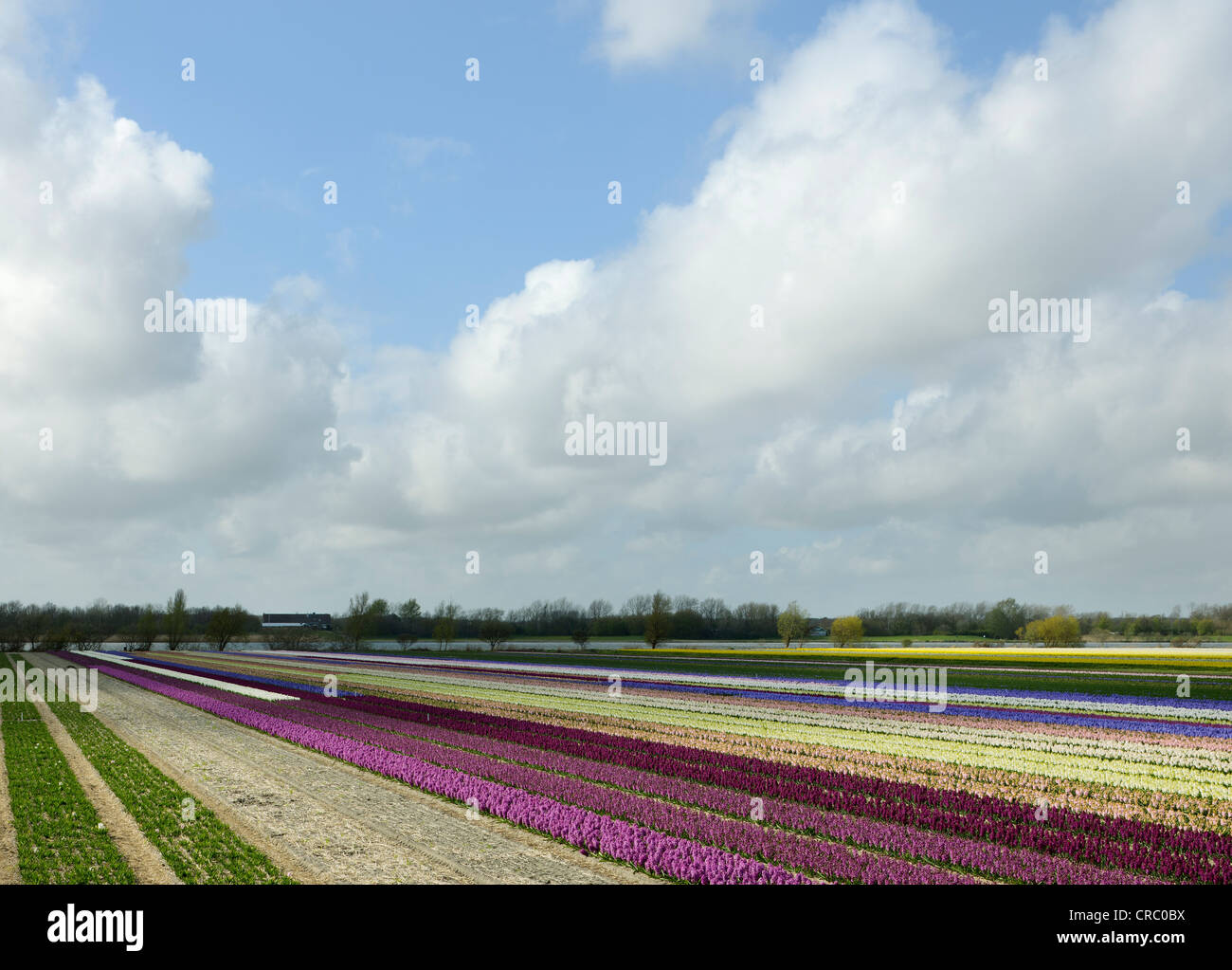 Blue Flower Crop High Resolution Stock Photography and Images - Alamy