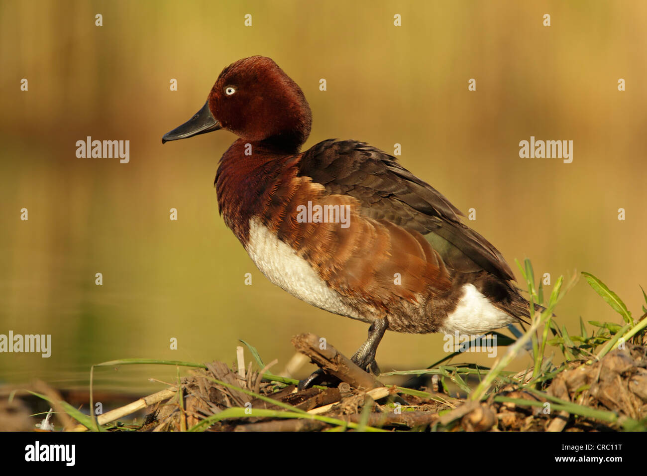 Ferruginous duck (Aythya nyroca) male Stock Photo - Alamy