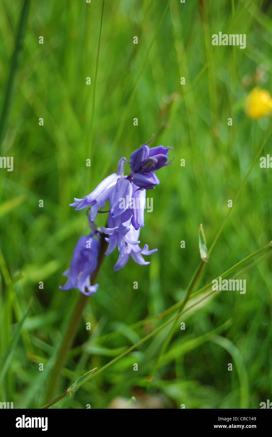 Bluebell, Hyacinthoides non-scripta, with grass background, Scotland ...