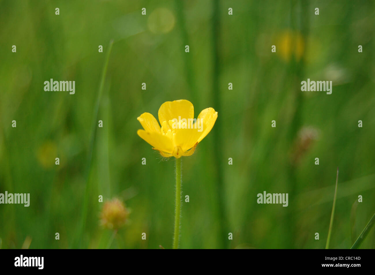 Buttercup, Ranunculus, with grass background, Scotland Stock Photo - Alamy