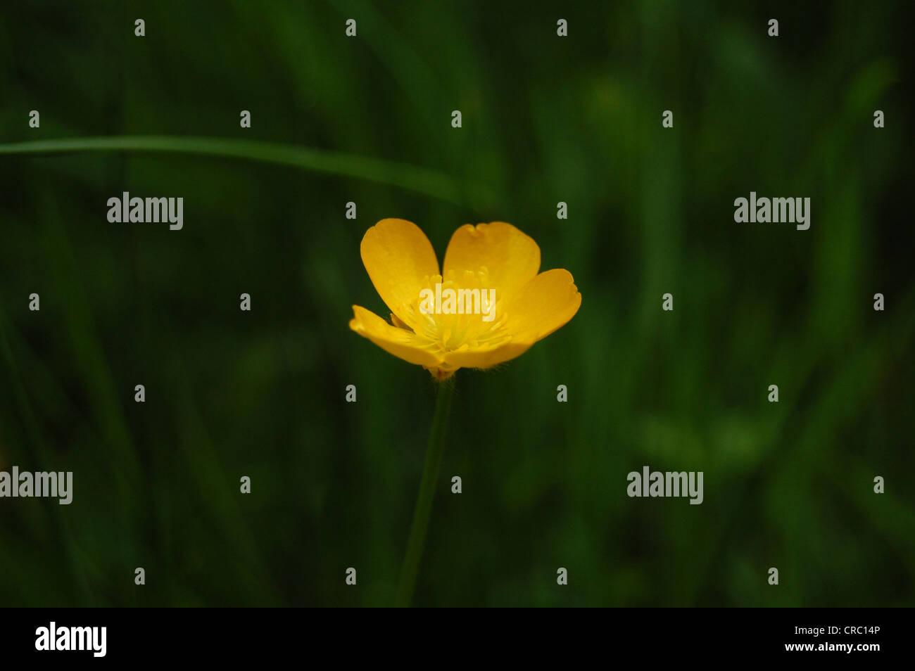 Buttercup, Ranunculus, with grass background, Scotland Stock Photo - Alamy