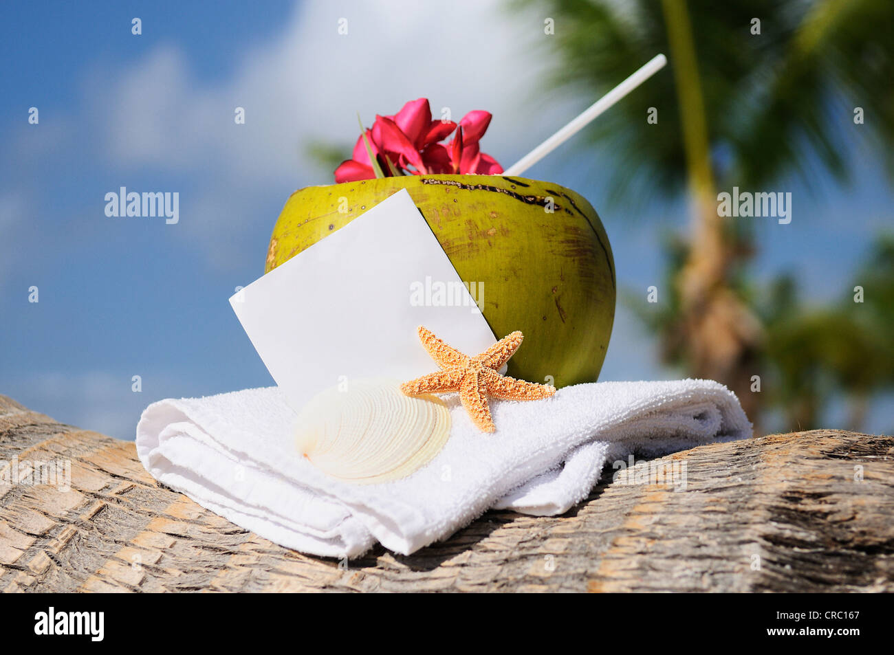 Coconut cocktail starfish tropical Caribbean beach refreshment and ...