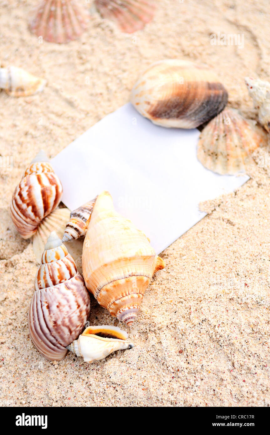 blank paper on white sand beach with starfish and shells like summer ...