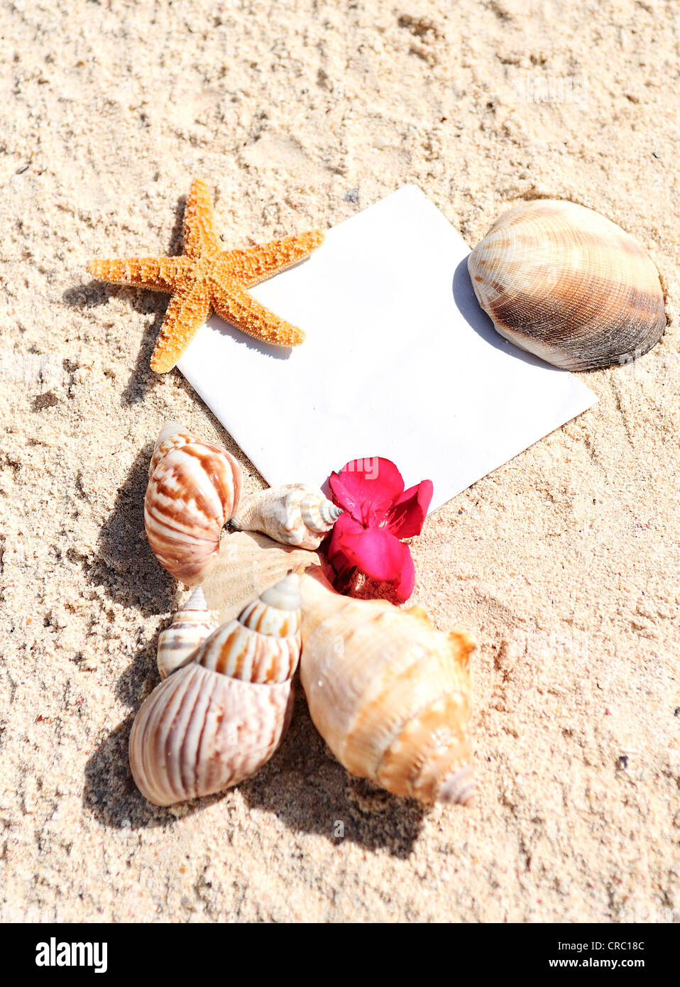 blank paper on white sand beach with starfish and shells like summer ...
