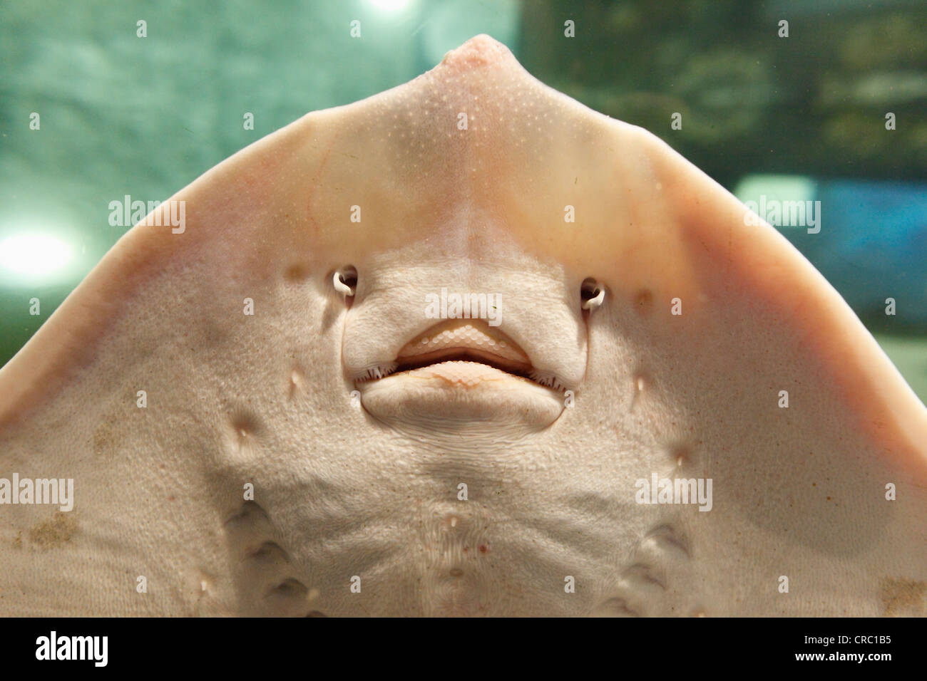 HD Batoidea Wallpapers Peakpx, 50% OFF