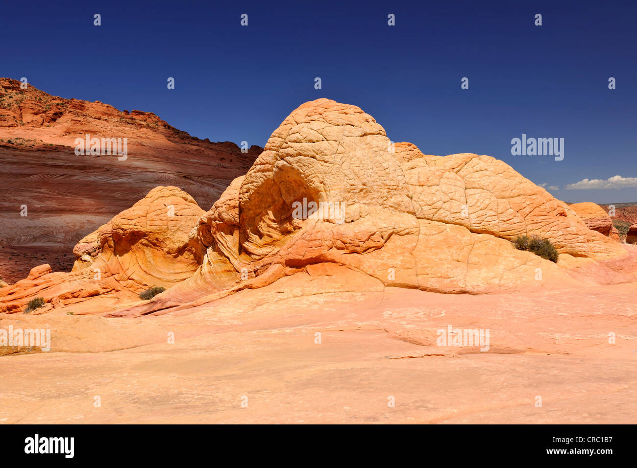 Brain regions hi-res stock photography and images - Alamy