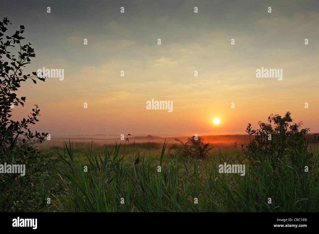 Low lying mist hanging over the endless grassy plains of the Hortobagy ...