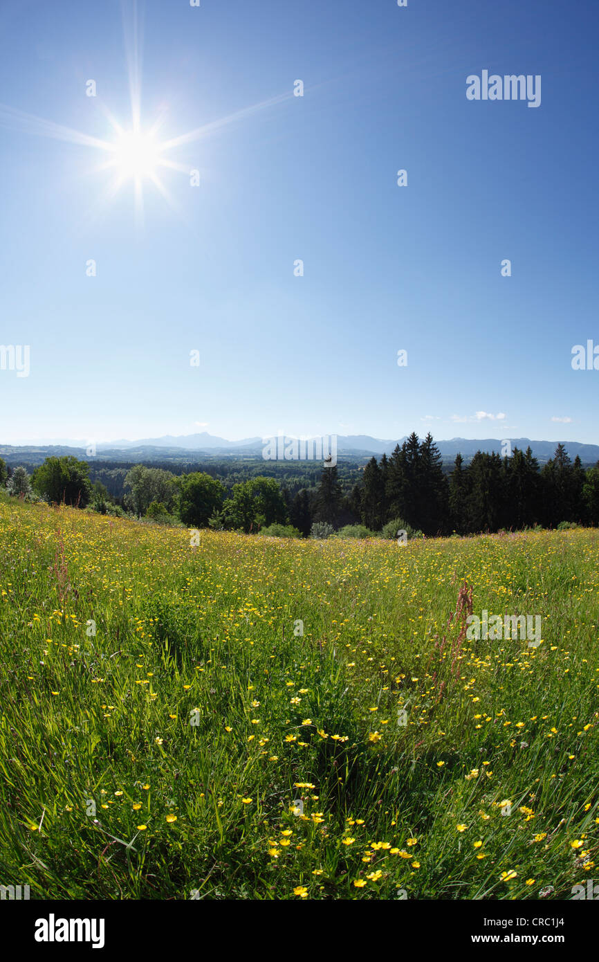 View from Taubenberg Mountain towards the Chiemgau Alps, Warngau, Upper ...