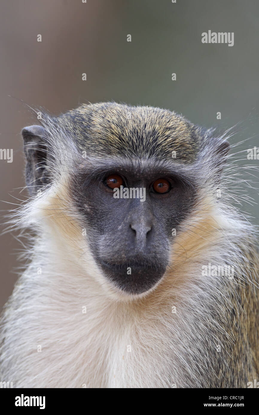 Green Monkey or Callithrix Monkey (Chlorocebus sabaeus Stock Photo - Alamy