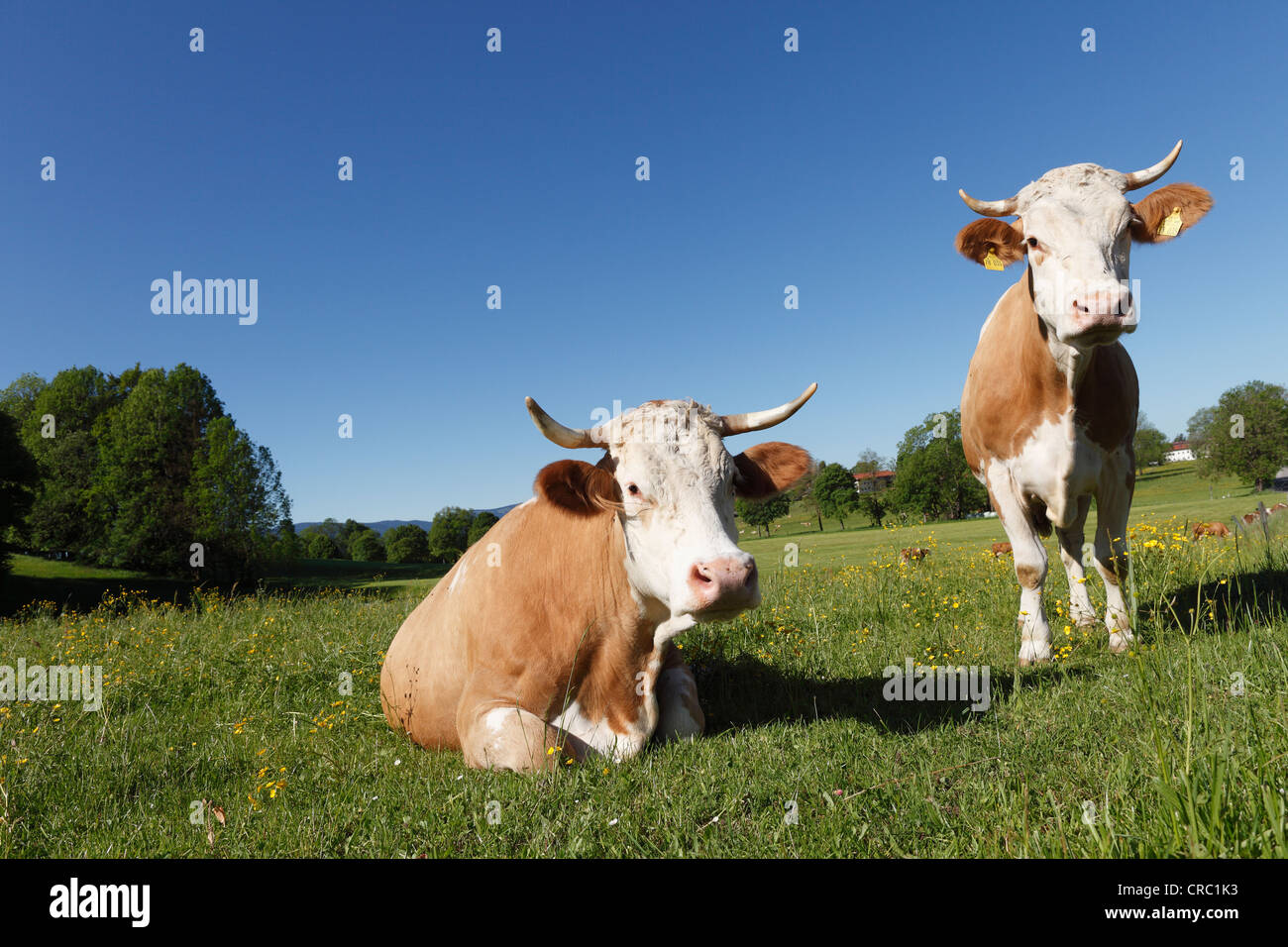 Cows on a meadow, Warngau, Oberland, Upper Bavaria, Bavaria, Germany ...