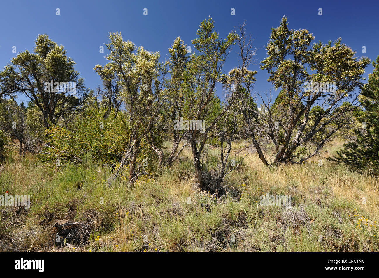Stansbury Cliff Rose (Cowania stansburiana), Grand Canyon National Park ...
