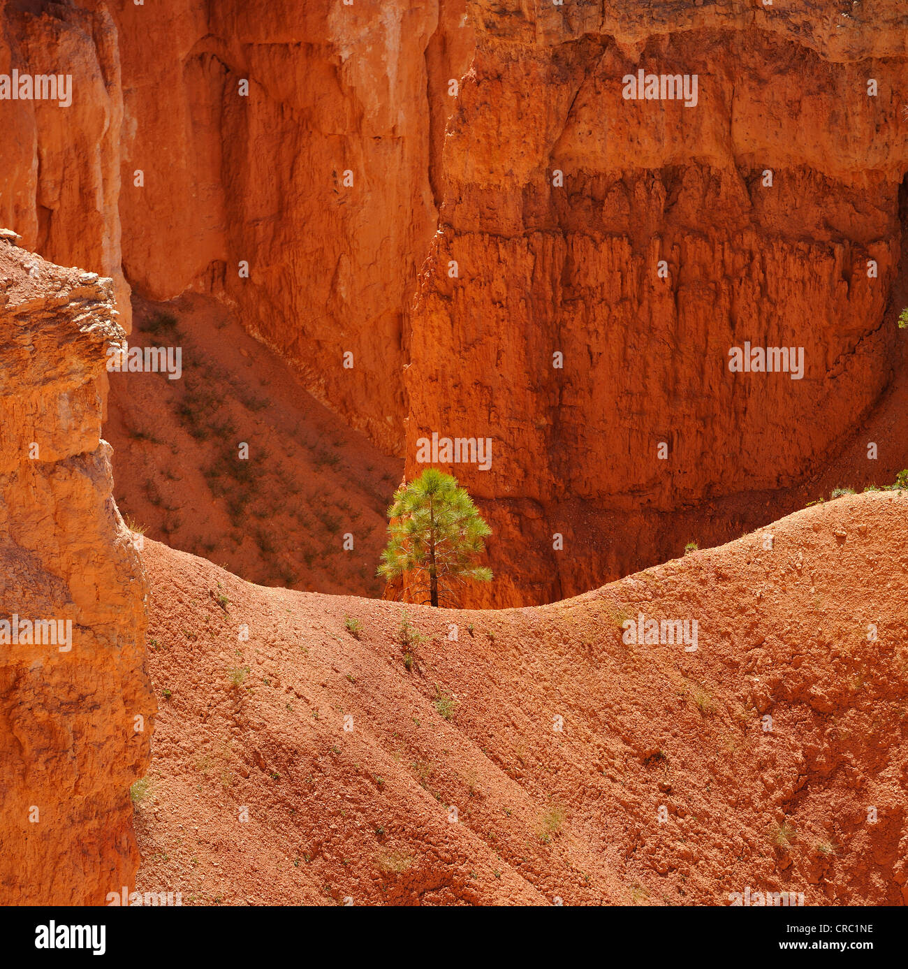 Rock formations and hoodoos, Douglas Fir (Pseudotsuga), Sunrise Point ...