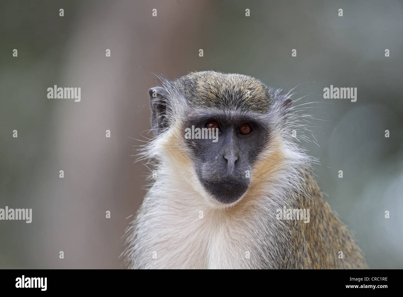 Green Monkey or Callithrix Monkey (Chlorocebus sabaeus Stock Photo - Alamy