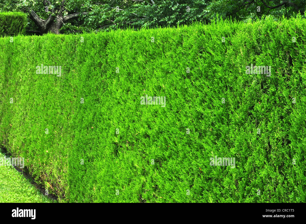 Tall garden hedge hi-res stock photography and images - Alamy